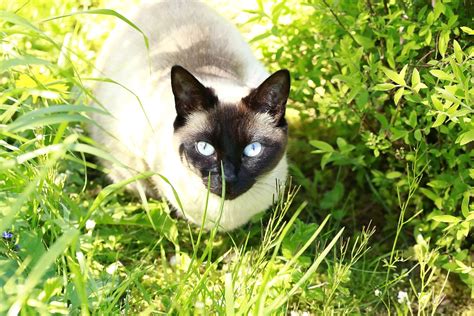 고양이 파란 눈 파란색 Pixabay의 무료 사진 Pixabay