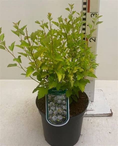 Physocarpus Opulifolius Raspberry Lemonade — Groothandel In Planten