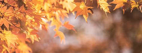 일본 규슈의 전경과 흐릿한 배경에서 화창한 가을에 아름다운 단풍 0명에 대한 스톡 사진 및 기타 이미지 0명 10월 11
