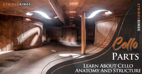 Cello Parts Learn About Cello Structure And Anatomy 2023