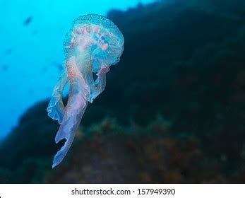 Luminescent Jellyfish Images Stock Photos Vectors Shutterstock