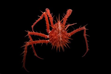 Australian Scientists Went Looking For Deep Sea Creatures And Pulled Up