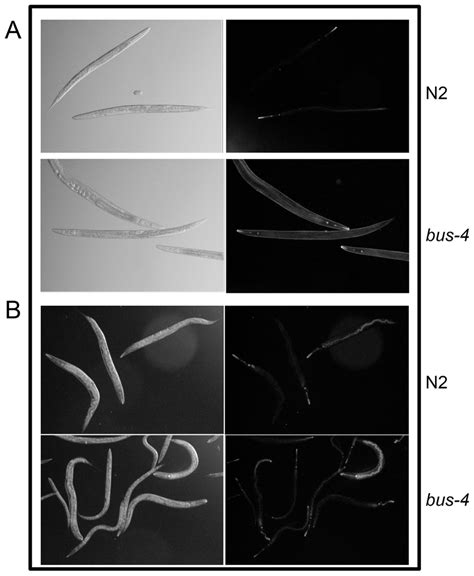 lectin staining patterns of live bus 4 nematodes are altered n2 and
