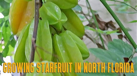 Growing Starfruit In North Florida Youtube