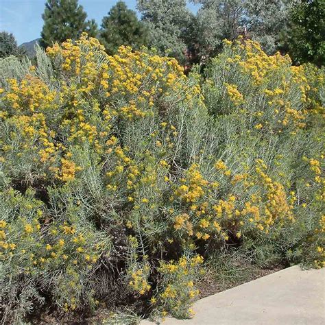 Tall Rabbitbrush