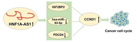 Cells Free Full Text M A Modification Of Long Non Coding Rna Hnf A As Facilitates Cell