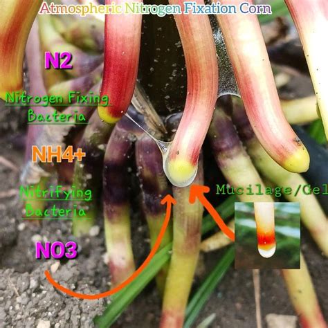 Atmosphericnitrogenfixationincorn Corn Gel Nitrogenin
