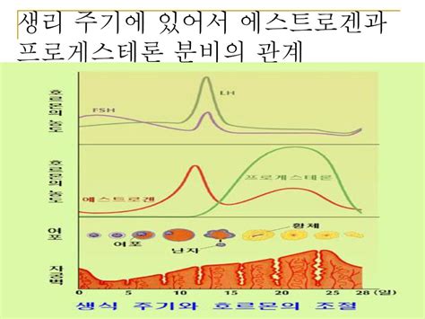 여성호르몬의 진실 의사에게 듣기 어려운 폐경기 호르몬의 진실 Ppt Download