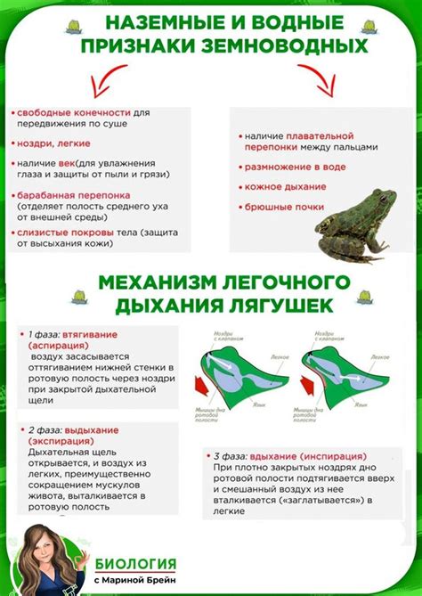 Пин на доске Биология Уроки биологии Биология Зоология