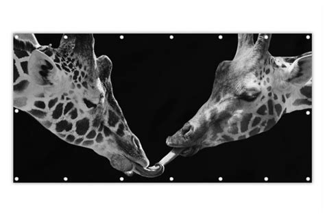 Muchowow Balkonsichtschutz Tiere Schwarz Giraffe Weiß Porträt