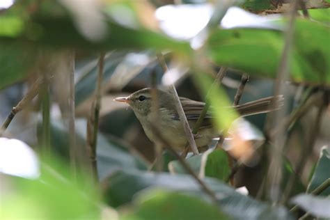 ムジセッカでしょうか 日本の野鳥識別図鑑