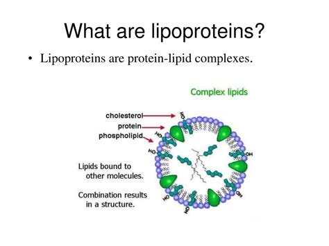 Complex Lipids Function Definition Types And Structure Phospholipids