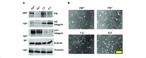 Expression Of Fn And Collagen Binding Integrins By Fn Deficient Vs