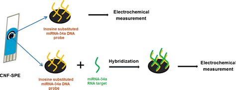 Telematika Org S Project DNA Bases Biosensor For MiR 21 Detection
