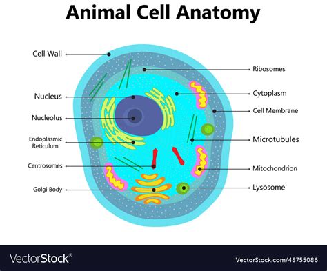 Plant Cell Anatomy Structure Royalty Free Vector Image