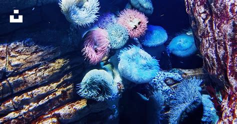 A Group Of Sea Urchins Swimming In The Ocean Photo Free Reef Image On