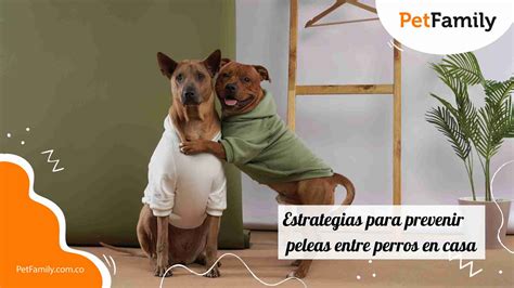 Puedes Usar Un Taser Para Detener Una Pelea De Perros