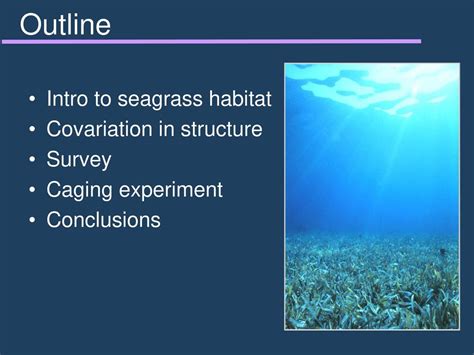 Habitat Complexity And Edges On Seagrass Epifaunal Communities Ppt Download