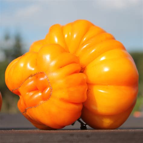 Deaflora - Tomate Florentine Beauty