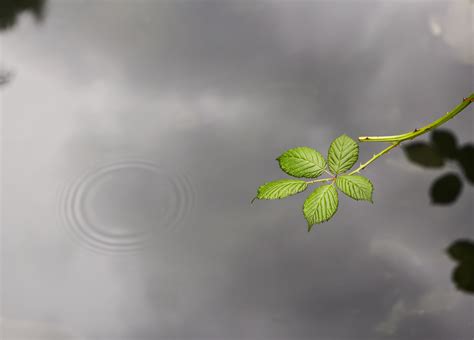 Raspberry Plant Disease