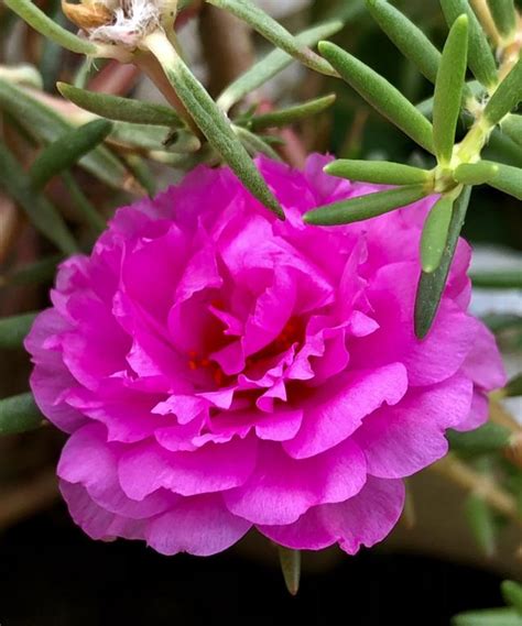 春天撒把種子，「賤花」也能變花海，有院子必養 每日頭條