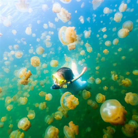 Swim With Thousands Of Golden Jellyfish In Palau Micronesia Palau
