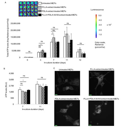 A Bioenergetic Atp Levels In Mouse Embryonic Fibroblasts Mefs Are Download Scientific