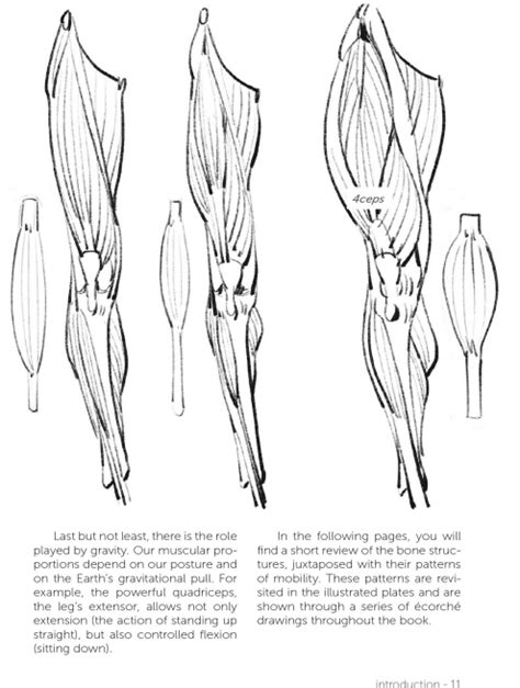 Morpho Joint Forms And Muscular Functions Anatomy For Artists Morpho Anatomy For Artists