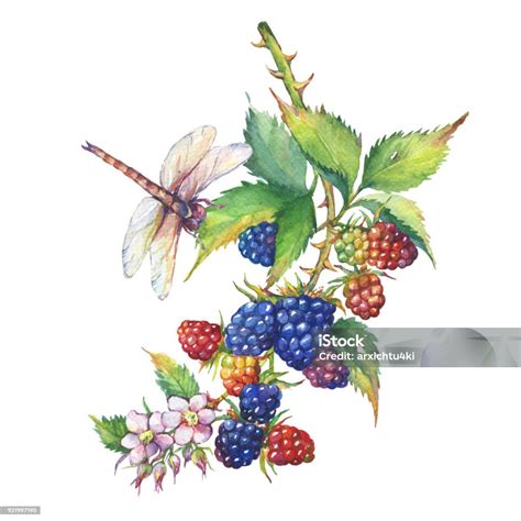黑莓果白花葉子和蜻蜓 的分支水彩手繪畫插圖 在白色背景下隔離向量圖形及更多水彩畫圖片 水彩畫 剪裁圖 圖畫 藝術品 Istock