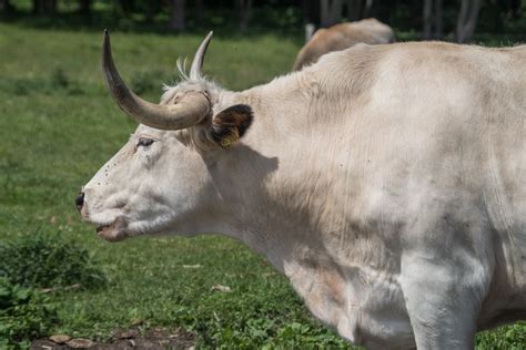 Chinese‌ ‌zodiac‌ ‌for‌ ‌2021‌ ‌year‌ ‌of‌ ‌the‌ ‌metal‌ ‌ox Mindful