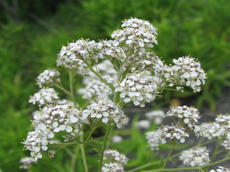 Peppergrass Brock University Botanical Index
