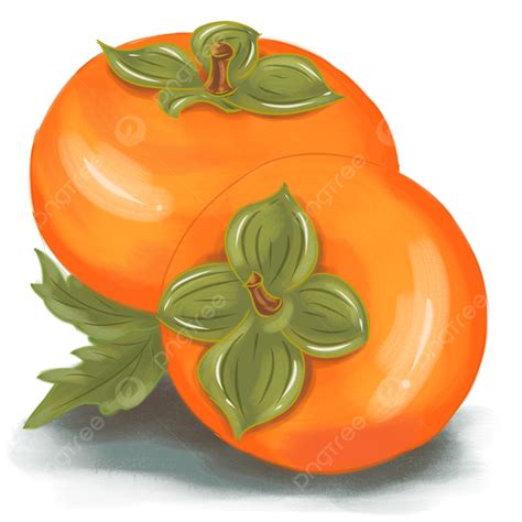 Persimmon Painting Fruit Vector Persimmon Frost Fruit PNG