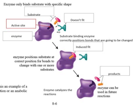 Chapter Microbial Metabolism Flashcards Quizlet