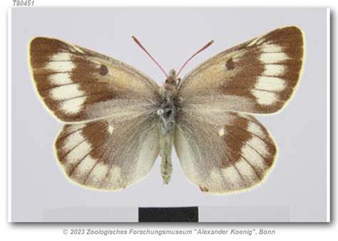 Colias Christophi Christophi Grum Grshimaïlo 1885 Comments Tl Turkmenistan