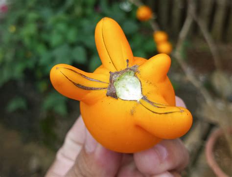 Solanum Mammosum Solanaceae