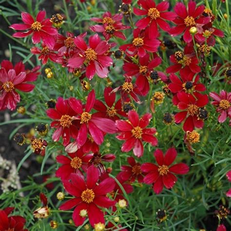 Coreopsis Red Satin 1 Ted Lare Design And Build