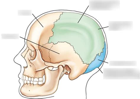 Parietal And Occipital Bones Lateral View Diagram Quizlet