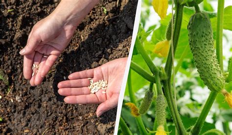 Что положить в лунку при посадке огурцов рецепт без химии для богатого урожая — УНИАН