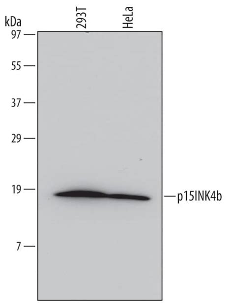 Human P15ink4bcdkn2b Antibody Mab6798 Randd Systems