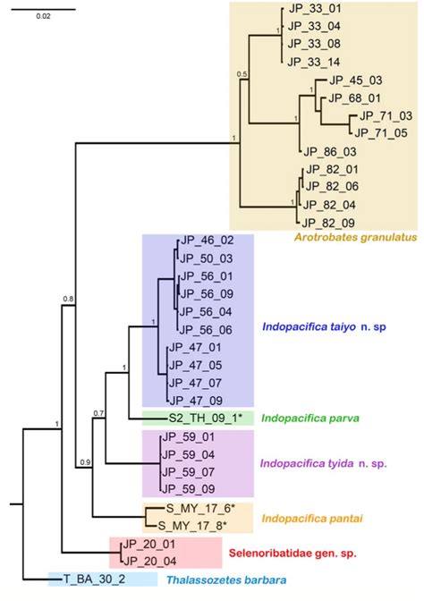 Bayesian Inference Tree Based On Concatenated Data Coi And 18s