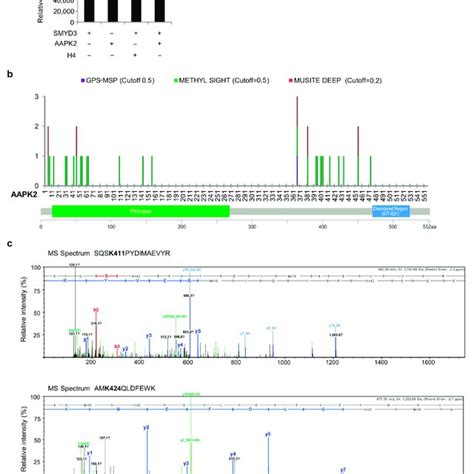 Smyd3 Methylates Ampk A In Vitro Methylation Assay Showing Ampk