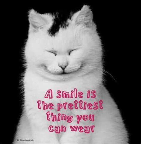 Tuesday Cat Humor