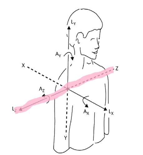Module 1 Functional Anatomy 1 Lower Body Flashcards Quizlet