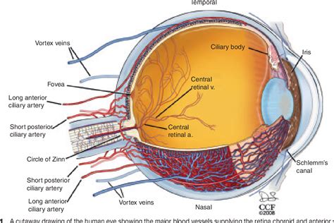 Where Is The Choroid In The Eye At Anthony Cline Blog