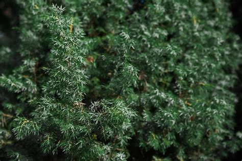 Premium Photo Texture Background Of Natural Green Juniper