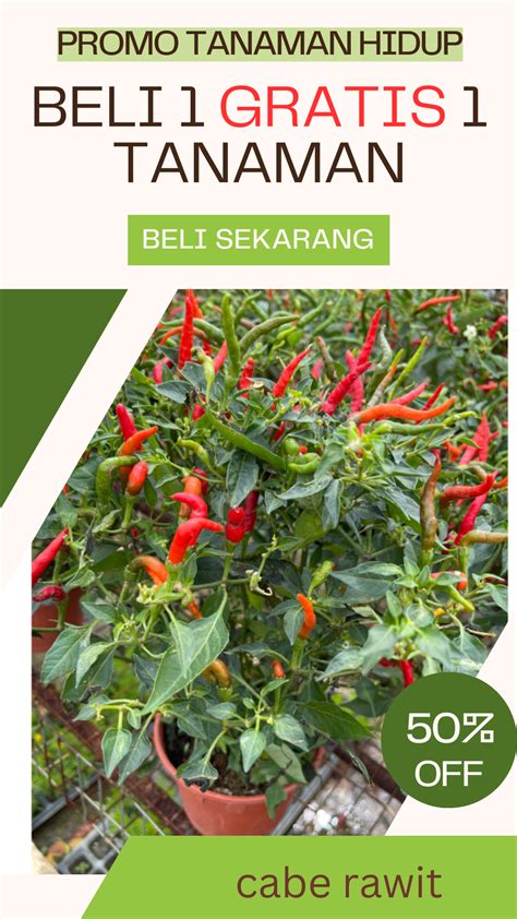Flash Sale Beli 1 Gratis 1 Tanaman Hidup Cabe Rawit Hidup Segar