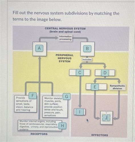 Solved Fill Out The Nervous System Subdivisions By Matching