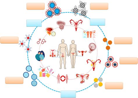 Nanotechnological Strategies For Addressing Emerging Issues In Male And Download Scientific
