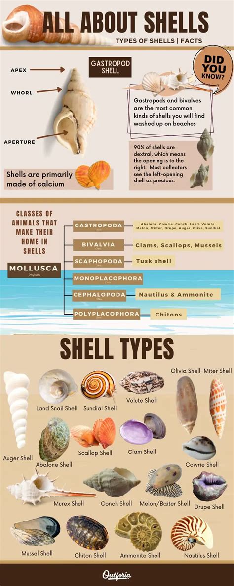 Types Of Shells To Find On Beaches Around The World Facts Chart And Pictures Golden Spike