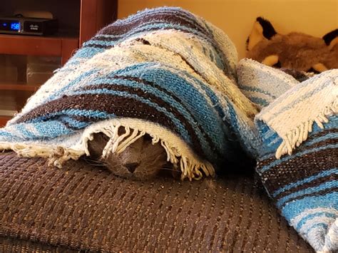 Ash Is All Snuggly Warm Rtuckedinkitties